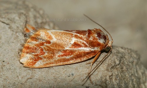 Genus Naranga · iNaturalist