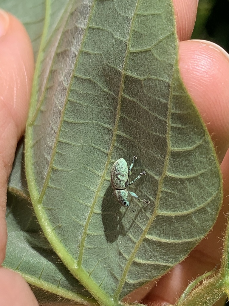Eugnathus distinctus from Yumotochaya, Hakone, Ashigarashimo-Gun ...