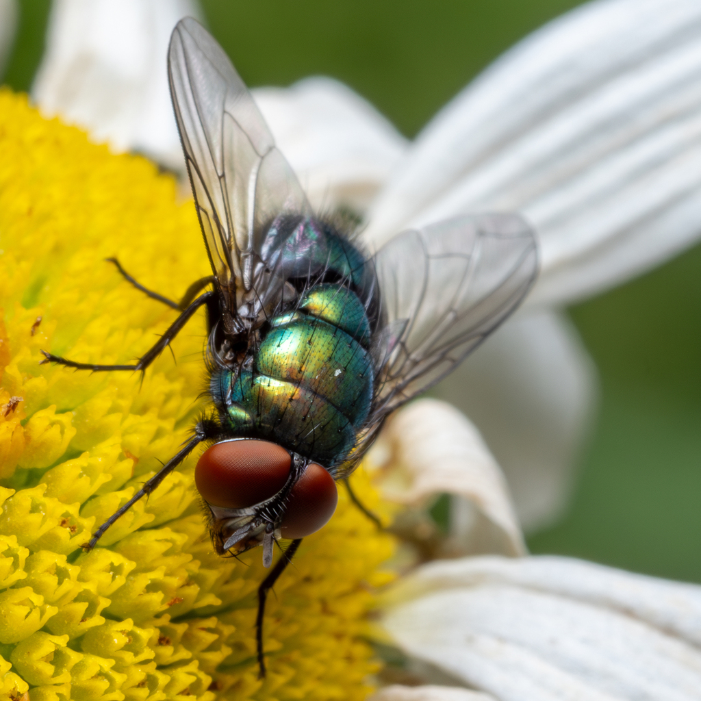Illustrious Greenbottle Fly from Algoma, CA-ON, CA on July 11, 2023 at ...