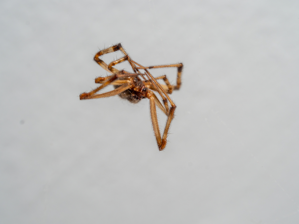 Common House Spider from Algoma, CA-ON, CA on July 11, 2023 at 09:47 AM ...