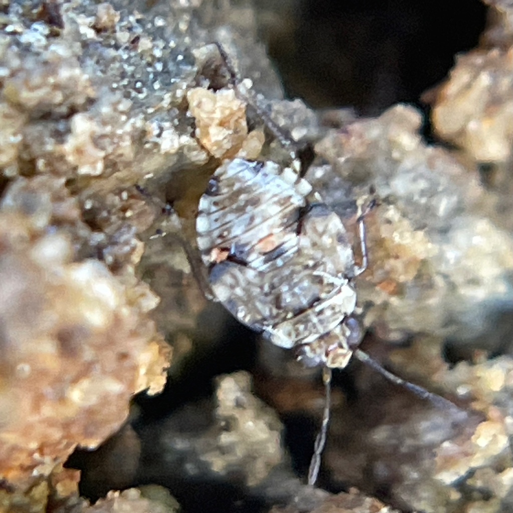 Shore bugs from Santa Clarita Woodlands Park, Newhall, CA, US on July 9 ...