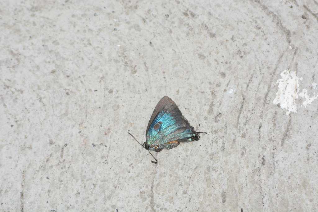 Atlides carpasia from Ricardo Treviño, Atlixco, Pue., Mexico on July 3 ...