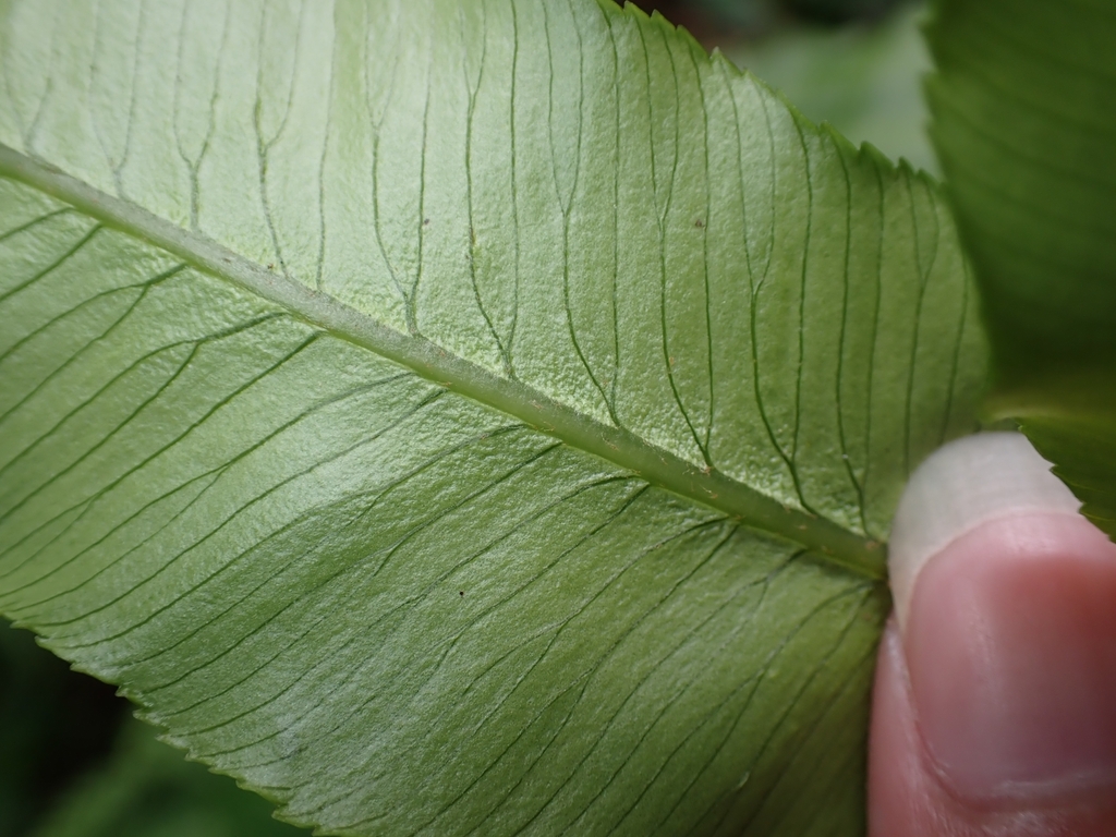 Angiopteris somae in July 2023 by bubu_wang · iNaturalist