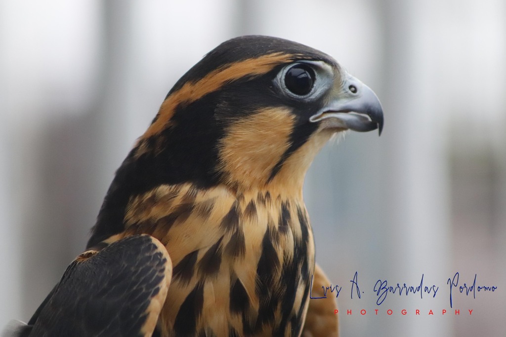 Halcón fajado desde Veracruz el 05 de julio de 2023 a las 04:56 PM de ...