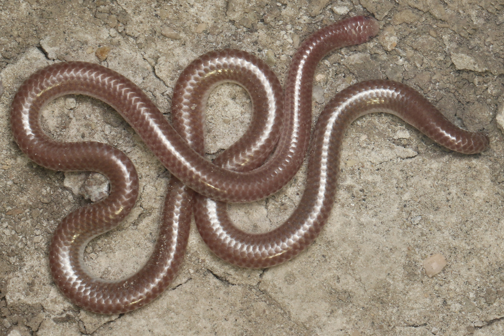 Western Threadsnake from Death Valley Rd, California on May 14, 2023 at ...