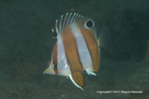 Brown-banded Butterflyfish (Roa modesta) · iNaturalist