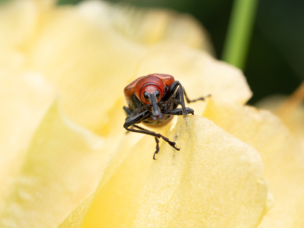 Rose Curculio from Lake County, IL, USA on July 3, 2023 at 05:49 PM by ...