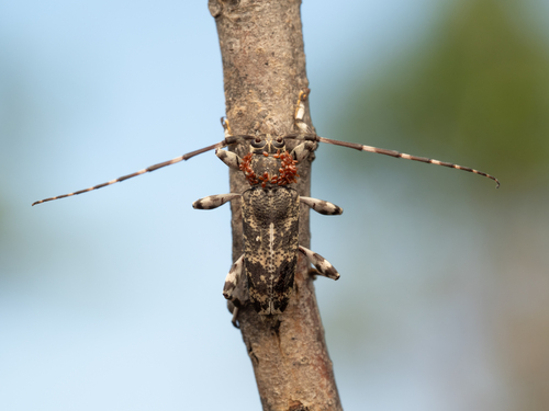 Tribe Acanthocinini · iNaturalist