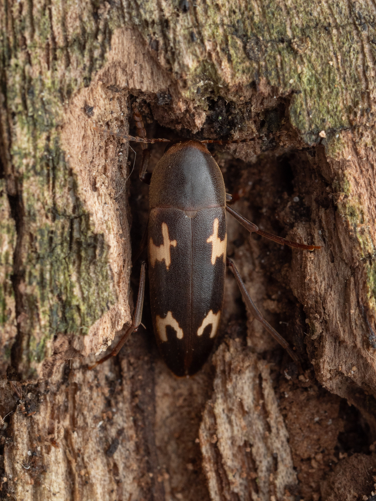 Dircaea liturata from New Berlin, WI, USA on July 7, 2023 at 06:41 PM ...