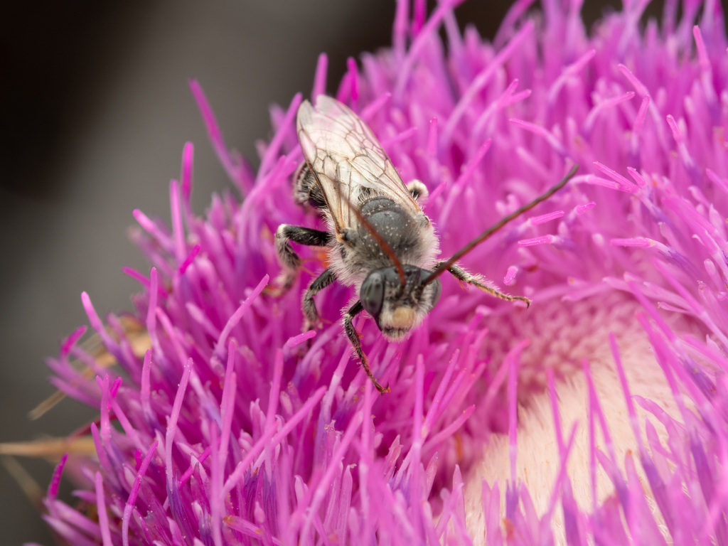 Denticulate Longhorn Bee from Washington County, WI, USA on July 9 ...