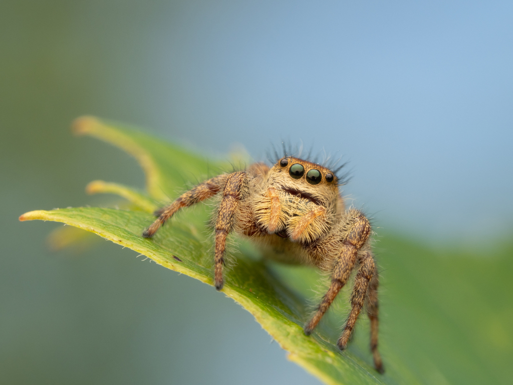 Brilliant Jumping Spider from Washington County, WI, USA on July 9 ...