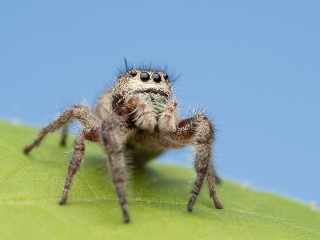 Grayish Jumping Spider from Waukesha County, WI, USA on July 10, 2023 ...