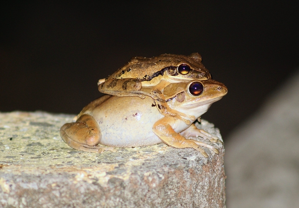Common Southeast Asian Tree Frog from Yara Castle Park on July 6, 2023 ...