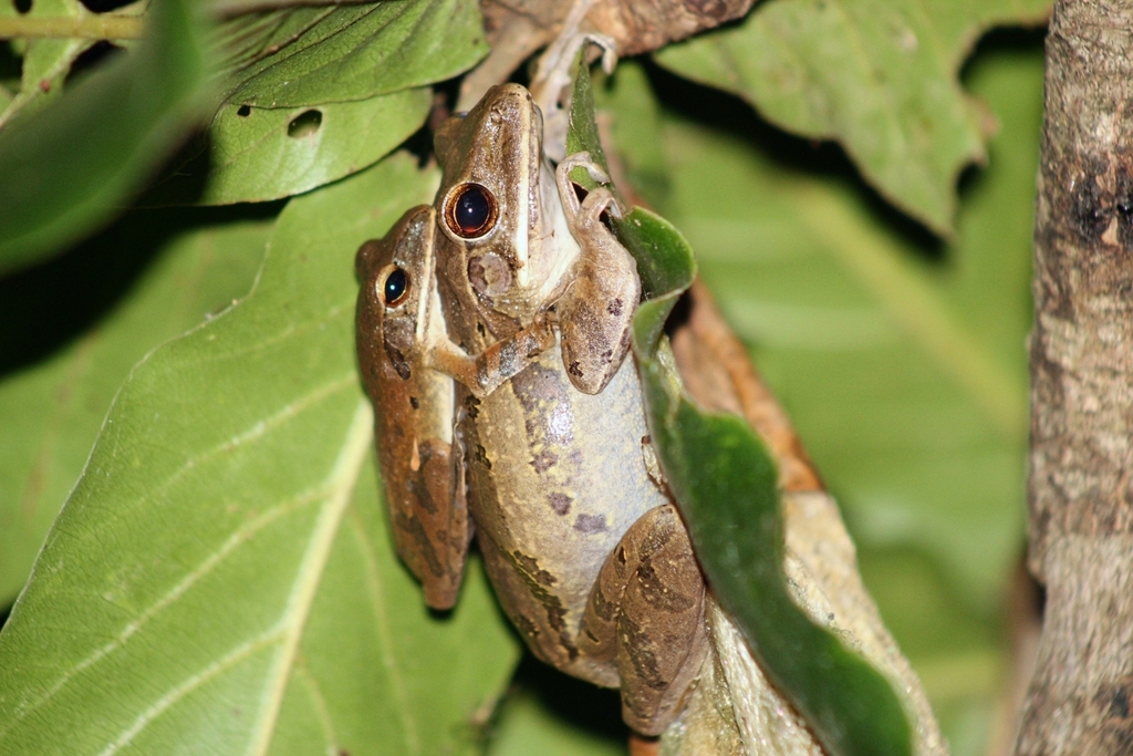 Common Southeast Asian Tree Frog from Yara Castle Park on July 6, 2023 ...