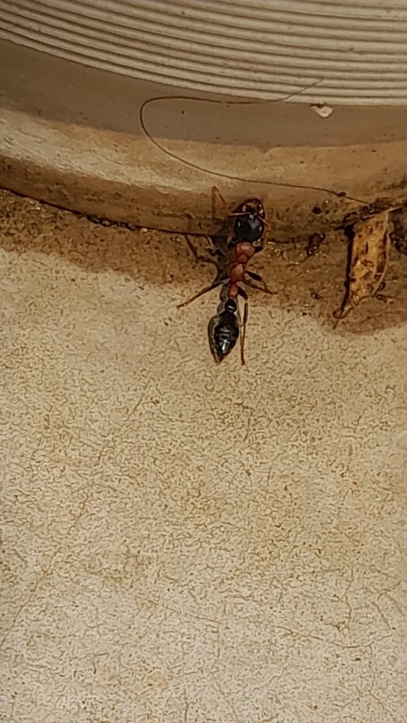 Arboreal Bicolored Slender Ant from Bishnupally Club on April 16, 2023 ...