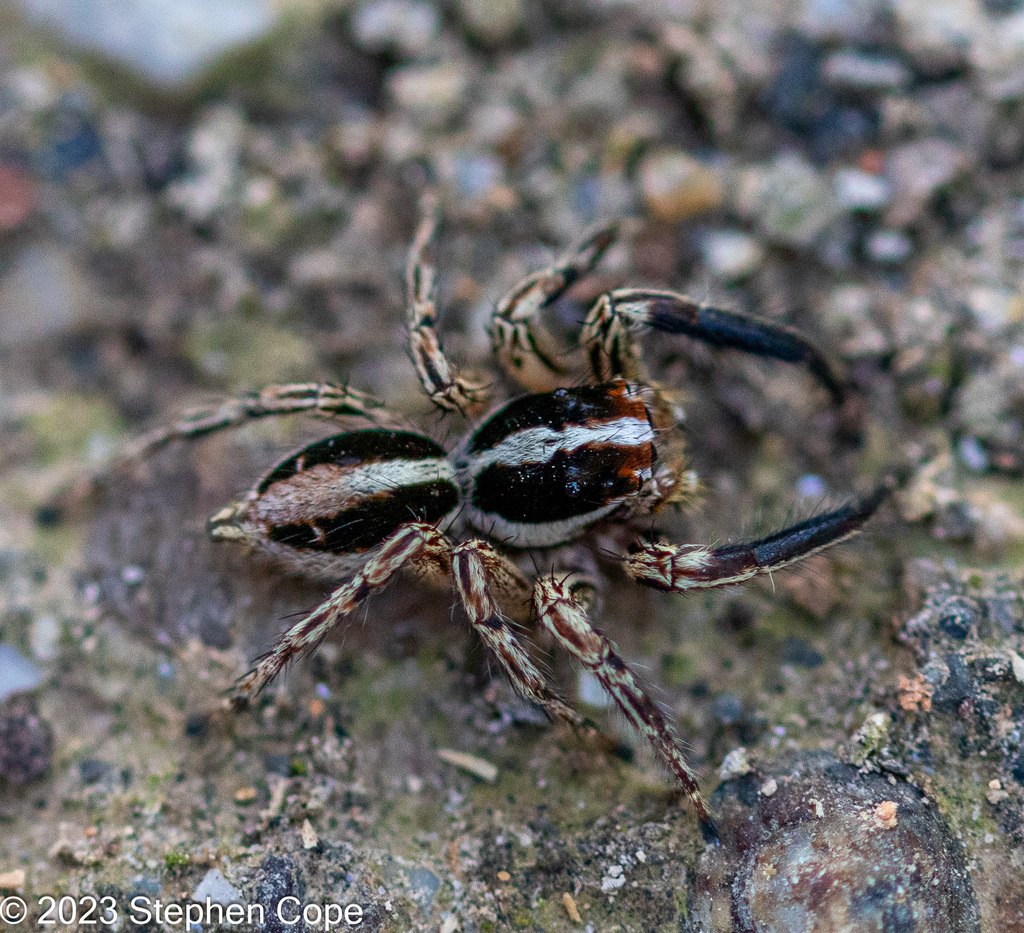 Pantropical Jumping Spider from 04815 Almanzora, Almería, Spain on June ...