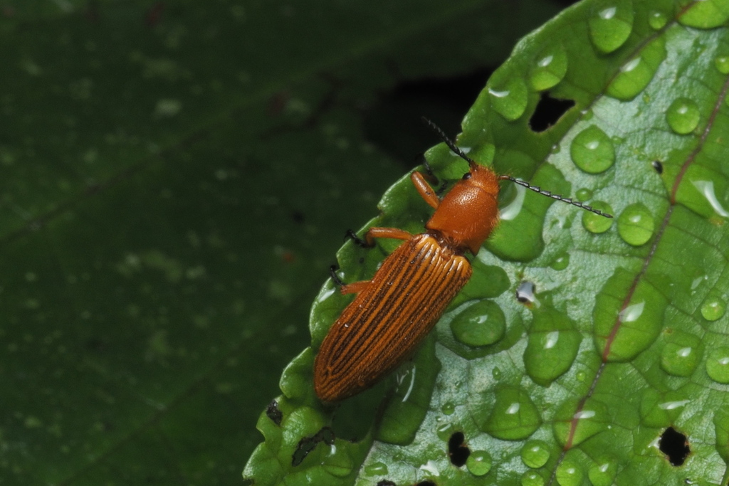 Hemiops flava from 台灣新竹縣 on July 12, 2023 at 08:03 AM by 湯淑珍 · iNaturalist