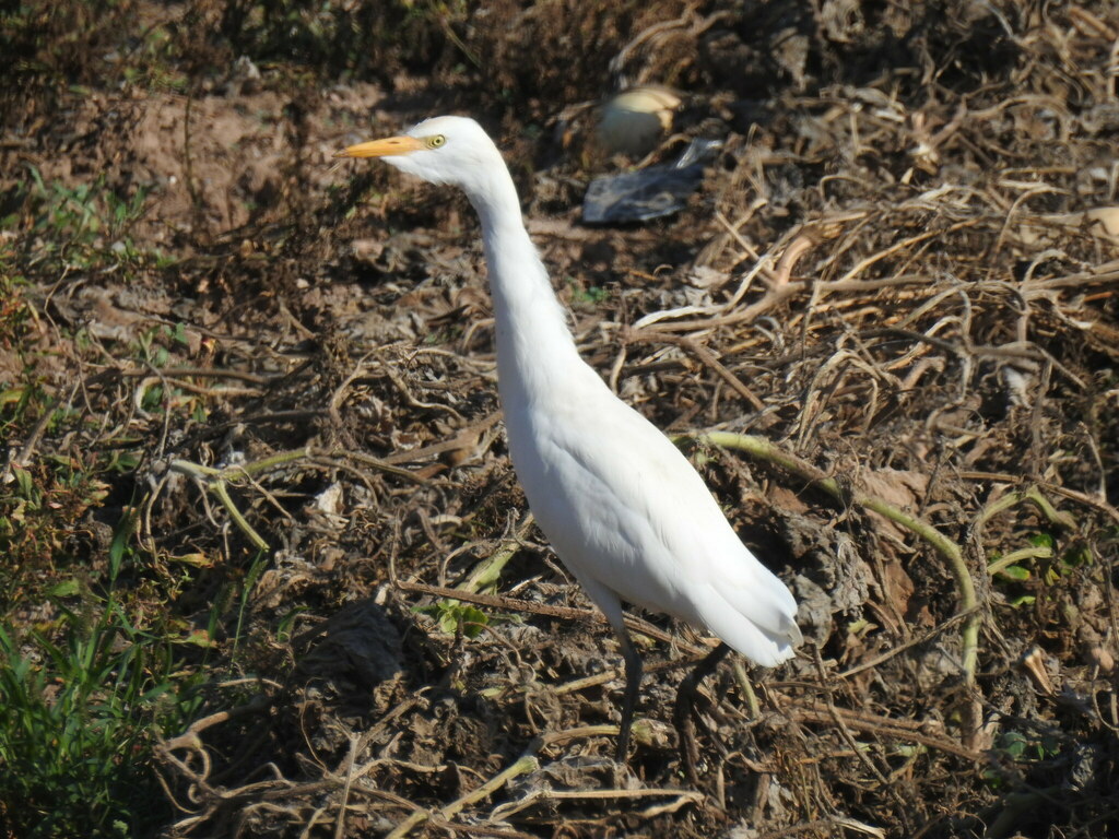 Cattle Egret from Sant Adrià de Besòs, Barcelona, Spain on October 4 ...