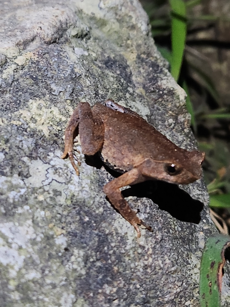 Short-legged Horned Toad from Lantau Island, Hong Kong on July 12, 2023 ...