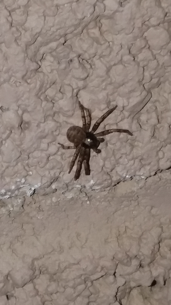 Ground Crab Spiders from 10222 Miami St, Mayer, AZ 86333, USA on ...