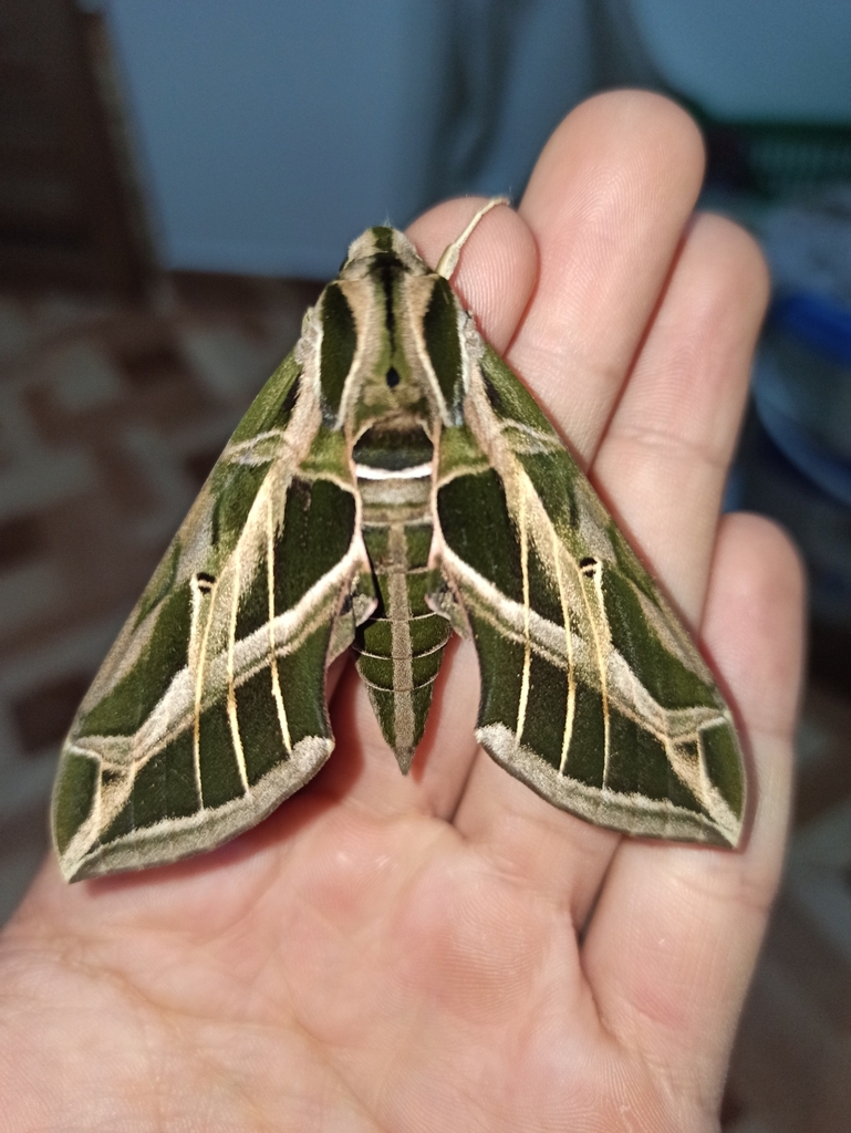 Vine Sphinx from Neira, CO-CL, CO on July 6, 2023 at 09:46 PM by Sebas ...