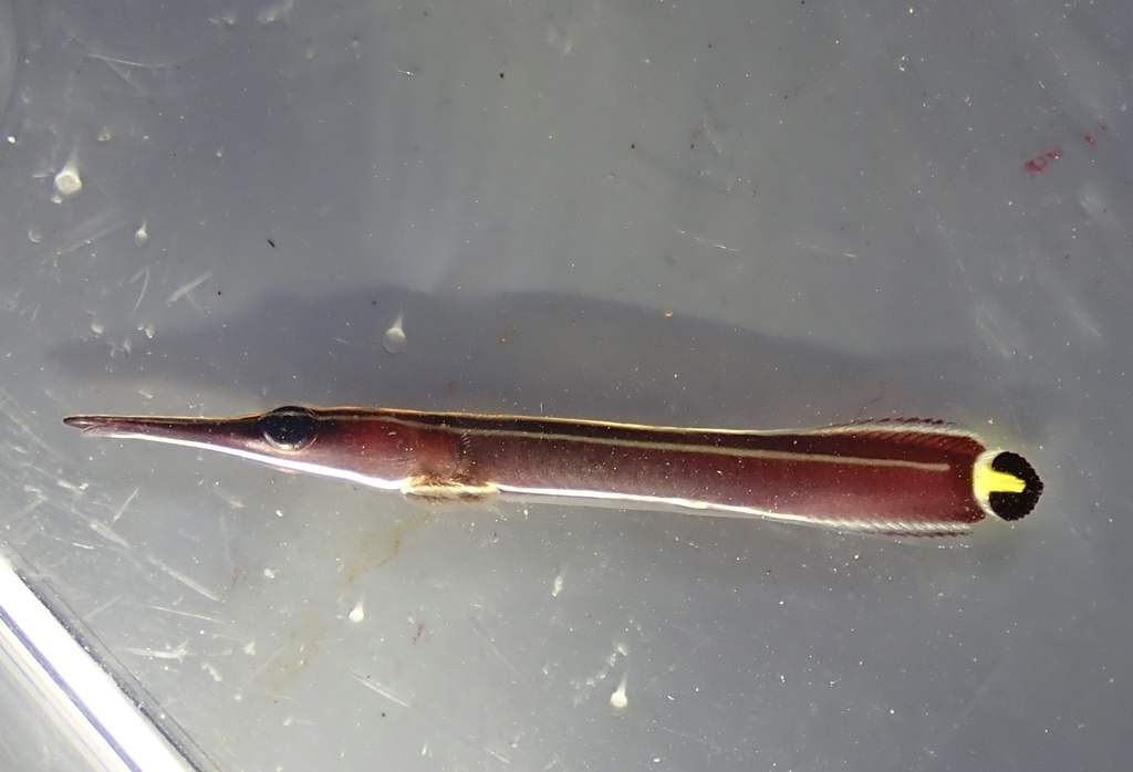 Striped Clingfish from Okinawa, JP on July 10, 2023 at 02:17 PM by ...