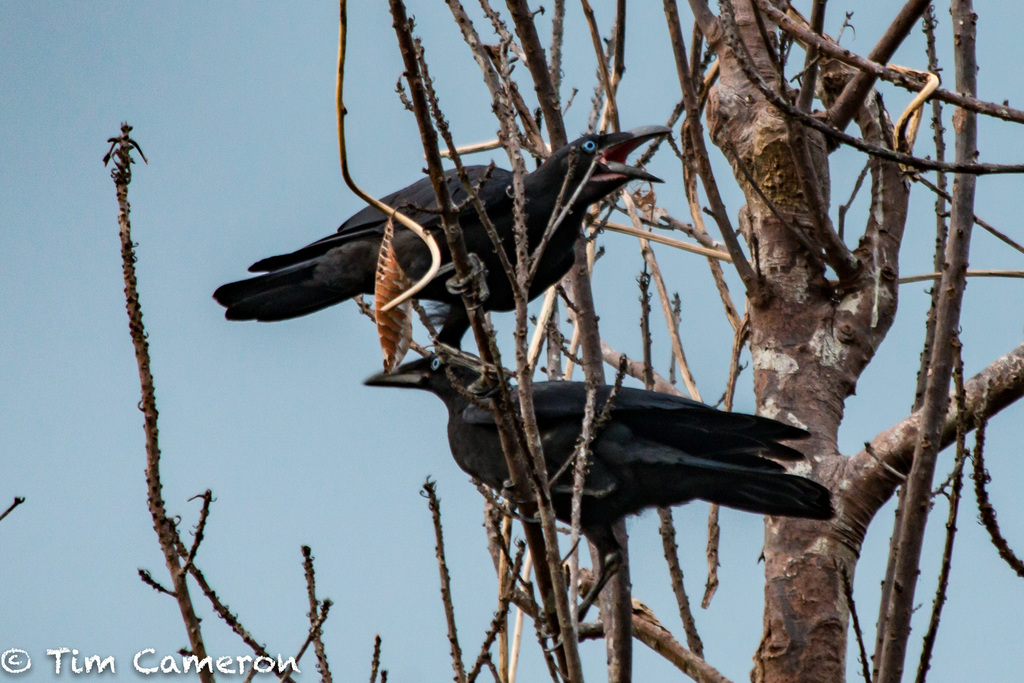 Long-billed Crow in February 2017 by Tim Cameron · iNaturalist