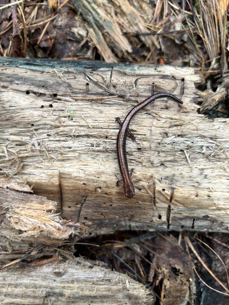 Eastern Red-backed Salamander from Buckingham Ave, Riverview, NB, CA on ...