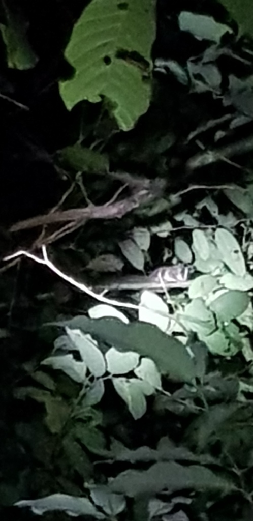 Bushy-tailed Opossum from Saint-Laurent (du Maroni), GF-SL, GF on July ...