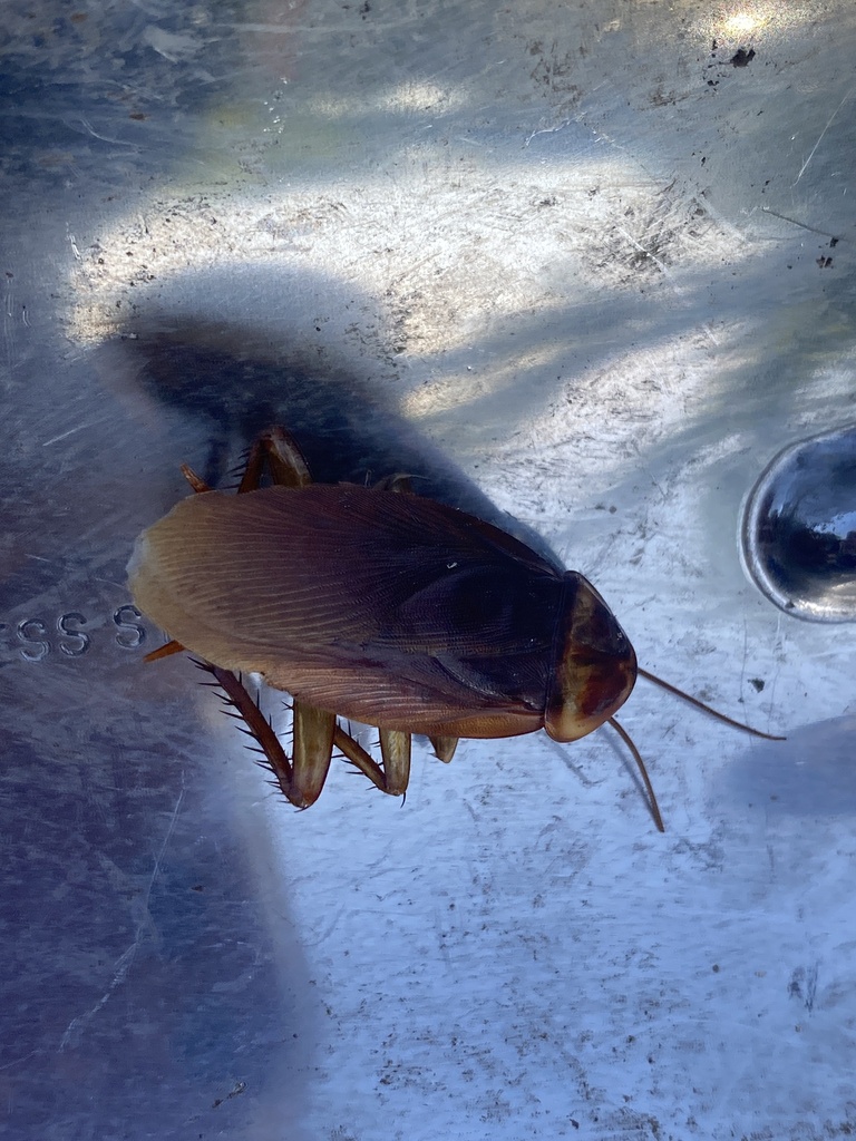 American Cockroach from Gaston Ave, Dallas, TX, US on July 12, 2023 at ...