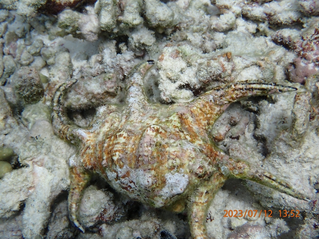 Chiragra Conch from Maldives on July 12, 2023 at 01:52 PM by Amir ...