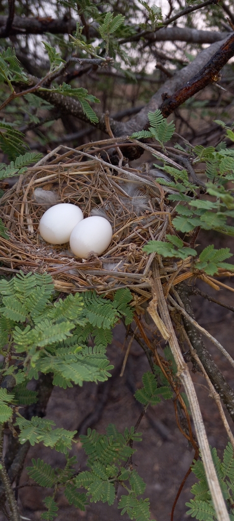 Birds from La Unión, El Salvador on April 30, 2023 at 04:41 PM by ...