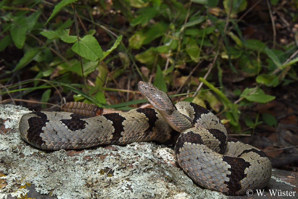 Banded Rock Rattlesnake in September 2017 by Wolfgang Wüster · iNaturalist