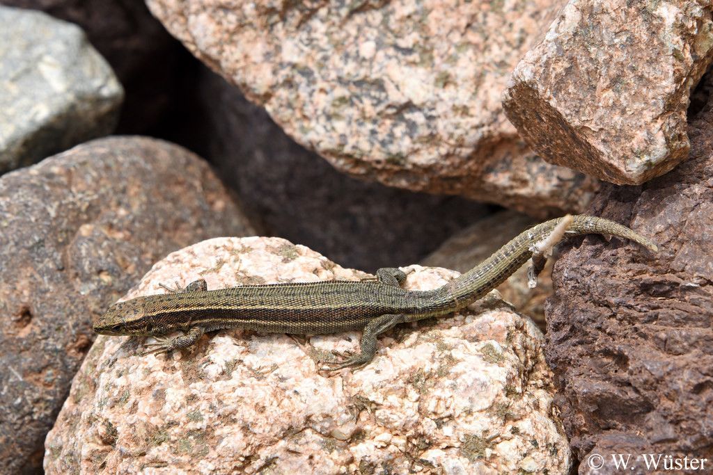 Atlas Dwarf Lizard in May 2017 by Wolfgang Wüster · iNaturalist