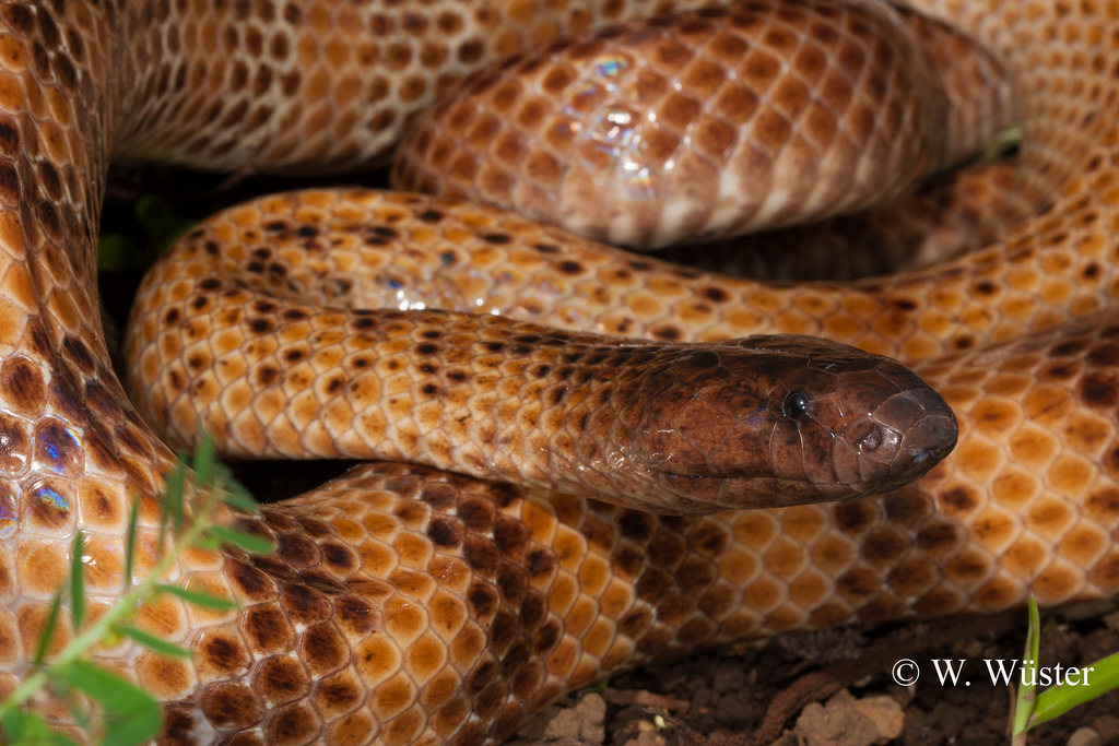 Ikaheka Snake (Micropechis ikaheca) - Snakes and Lizards