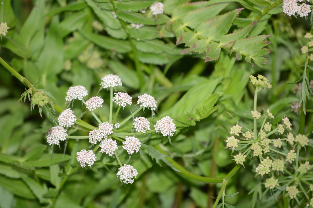 Apioideae from Mineral del Chico, Hgo., Mexico on July 6, 2023 at 06:12 ...