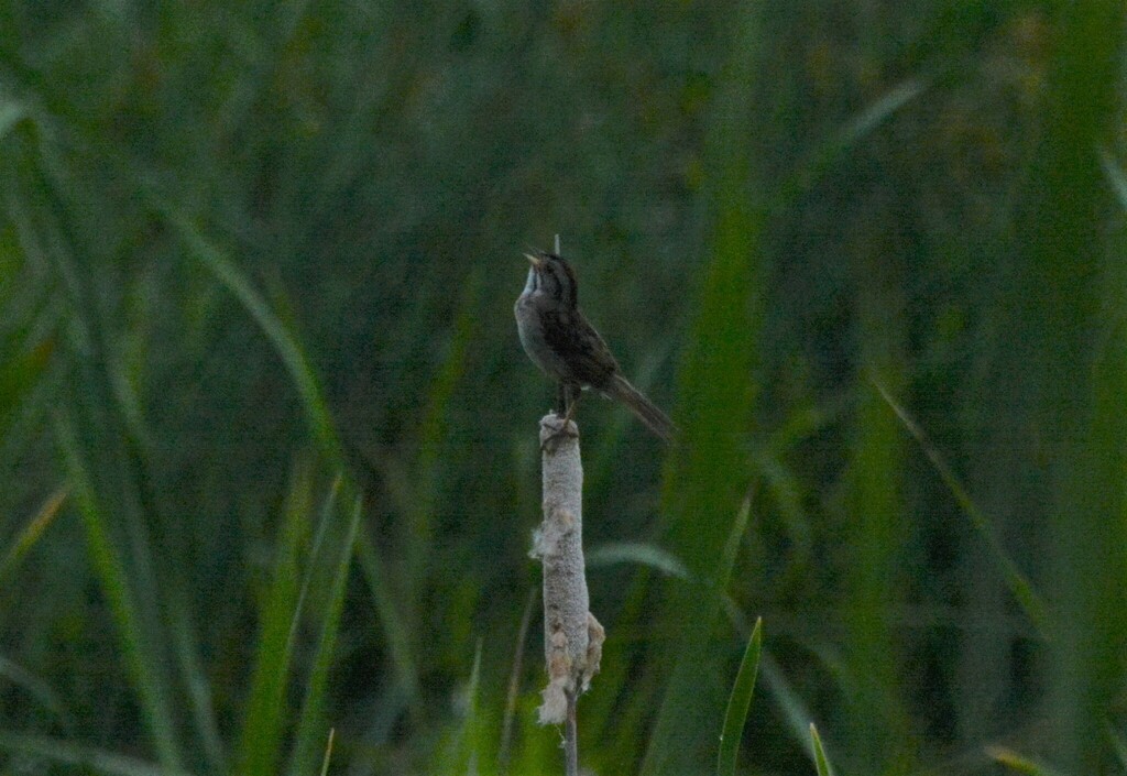 Swamp Sparrow from Grettum Dike Rd, Anderson, WI 54840 on July 12, 2023 ...
