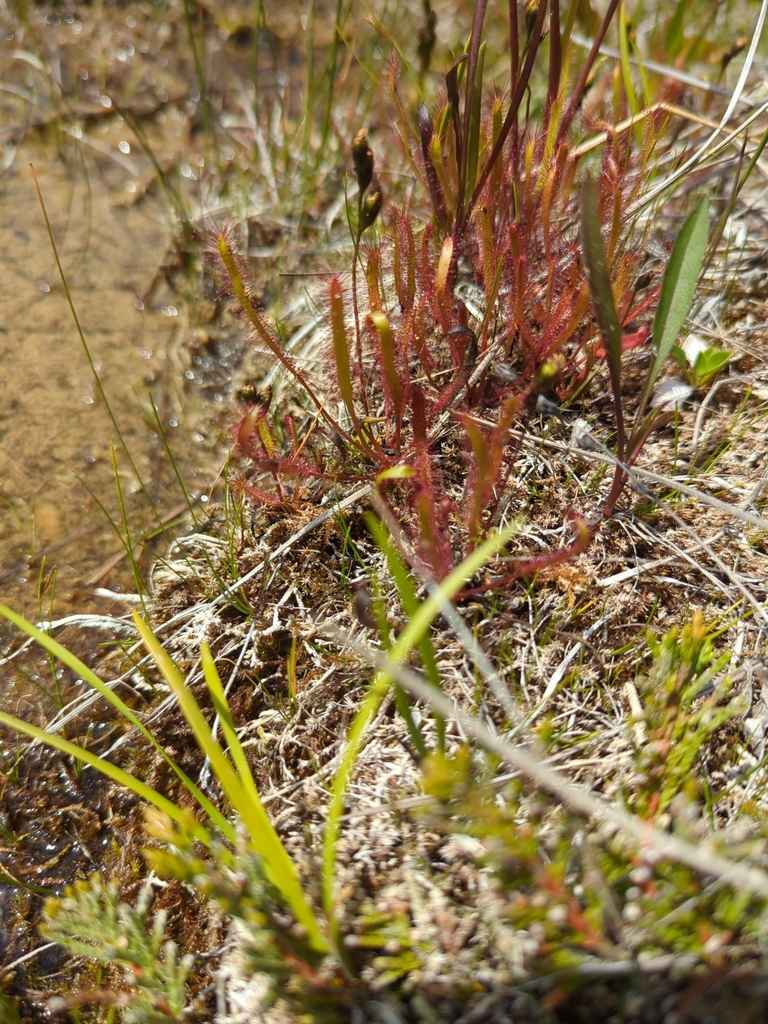 Drosera in July 2023 by Larissa Kohn-Magee. Potentially Drosera ...