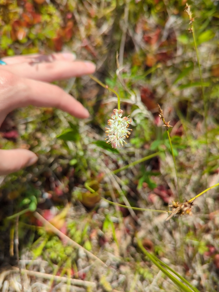 Sticky False Asphodel from St. Ignace on July 12, 2023 at 12:33 PM by ...