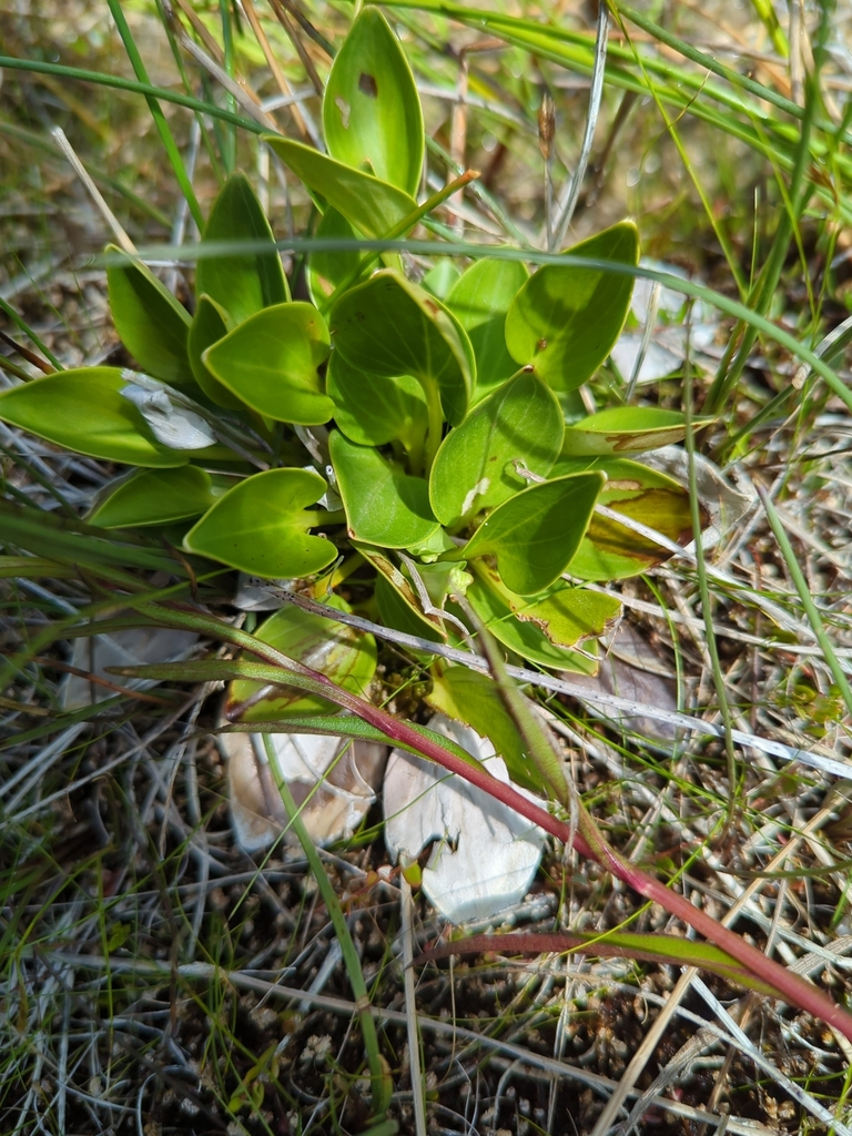 Fen Grass of Parnassus from St. Ignace on July 12, 2023 at 12:58 PM by ...