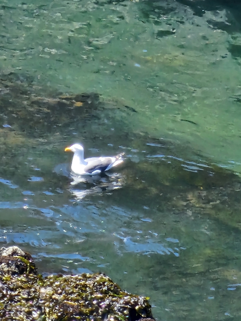 Large White-headed Gulls from Lincoln County, US-OR, US on July 11 ...