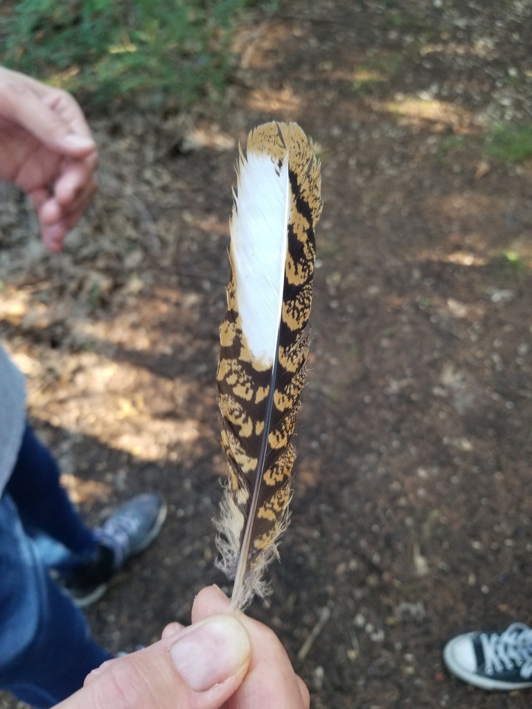 Chuck-will's-widow from Cedar Ridge Preserve on July 12, 2023 at 08:34 ...