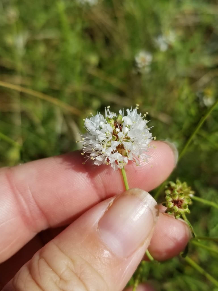 Roundhead Prairie Clover from Dallas, TX 75249, USA on July 12, 2023 at ...