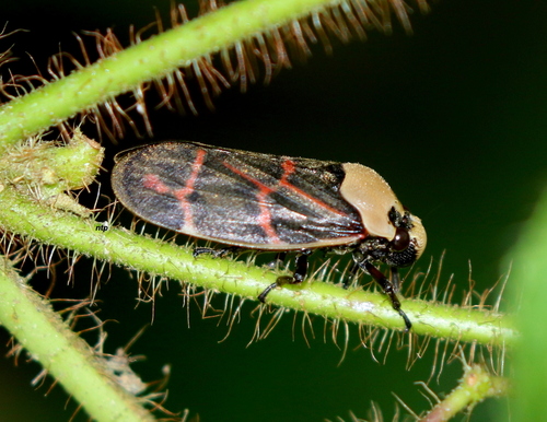Phymatostetha dislocata · iNaturalist Mexico