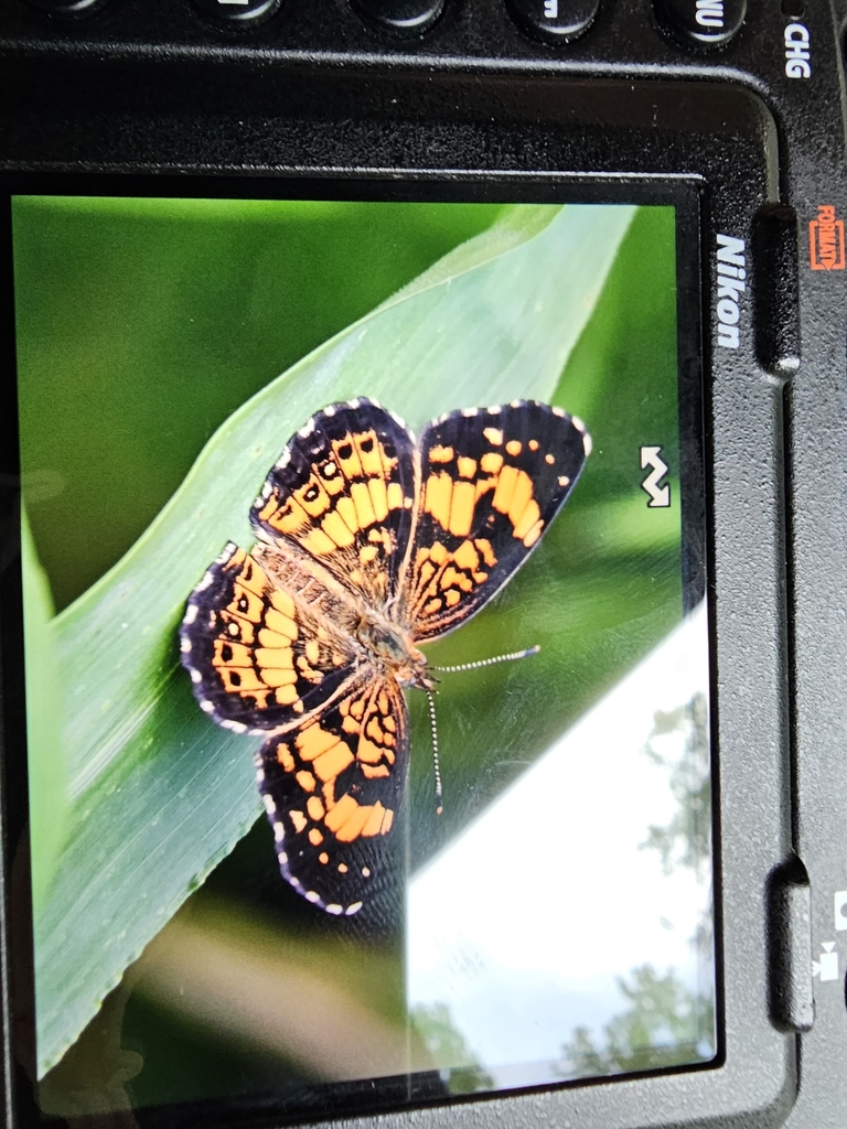 Silvery Checkerspot in July 2023 by Marla Hibbitts · iNaturalist