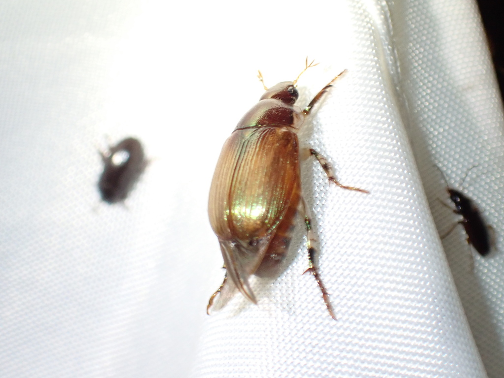 Scarabs in June 2023 by Brendan Cramphorn · iNaturalist