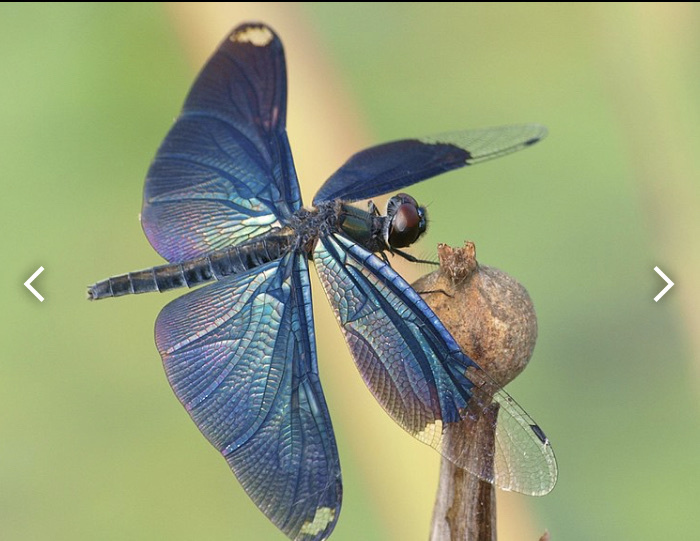 Butterfly Dragonfly from Rockleigh Woods Sanctuary, Rockleigh, NJ, US ...