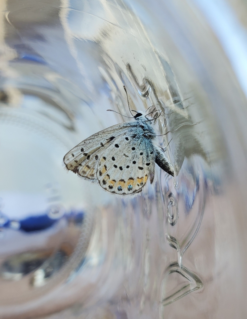 Melissa Blue from Craig, CO 81625, USA on July 12, 2023 at 11:12 AM by ...