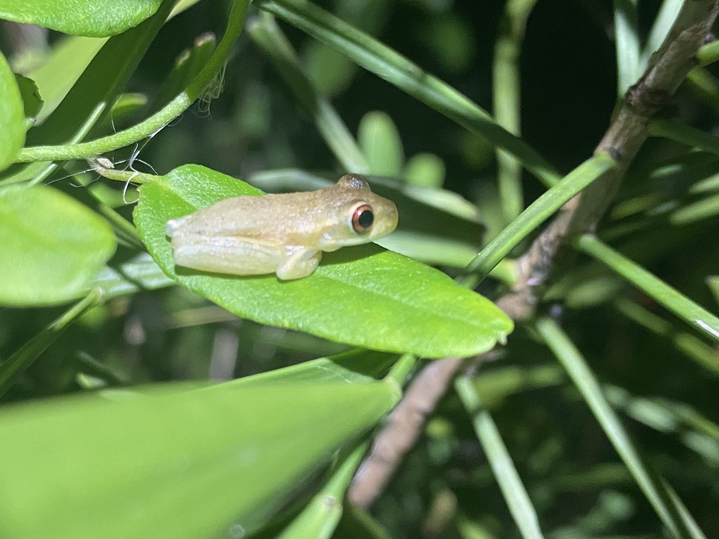 Cuban Tree Frog from Little Cayman, Sister Islands, KY on July 10, 2023 ...