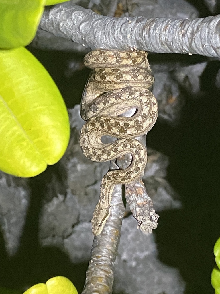 Schwartz’ Dwarf Boa in July 2023 by scottishseabird · iNaturalist